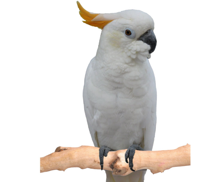 Perches for Birds - Cheeky Beaks