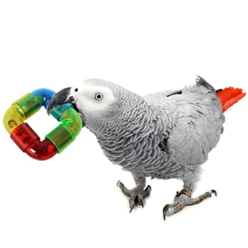 Large Bird Toys – Cheeky Beaks