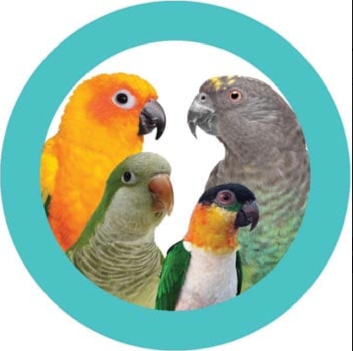 Foraging Fun Box Bird Toy – Cheeky Beaks