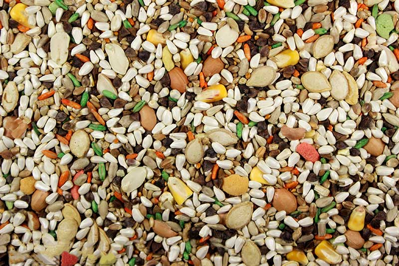 Large Hookbill Plus Bird Food | 5-lbs – Cheeky Beaks