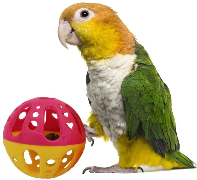 Extra Large Bird Toys - Cheeky Beaks